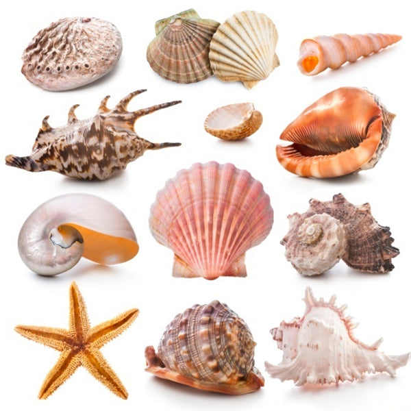 Shells – Wabasso Beach & Surf Zone, Inc.