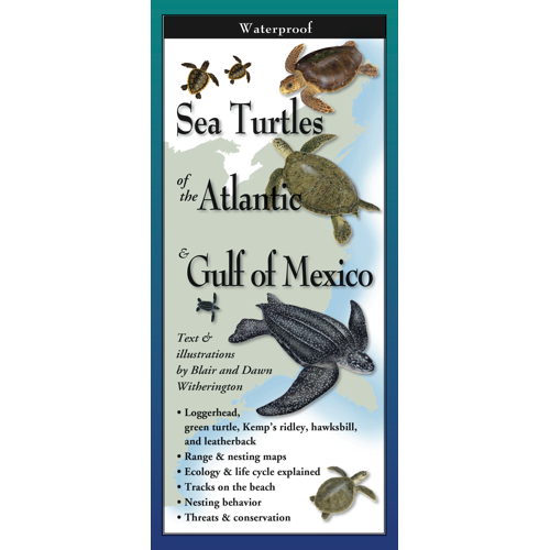 Earth Sky & Water Pamphlets, Sea Shells & Sea Turtles – Wabasso Beach ...